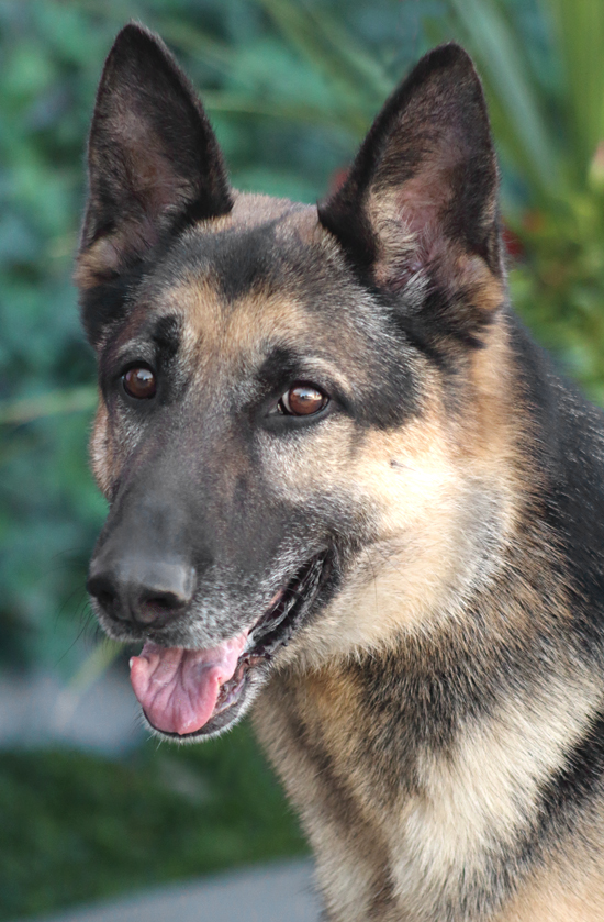 Westside German Shepherd Rescue of Los Angeles