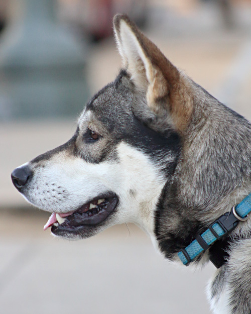 Westside German Shepherd Rescue of Los Angeles