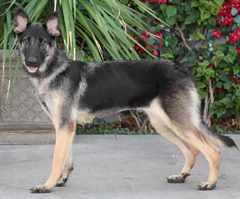 Westside German Shepherd Rescue of Los Angeles