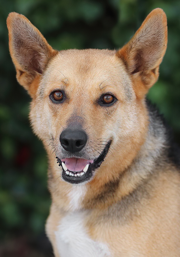 Westside German Shepherd Rescue of Los Angeles