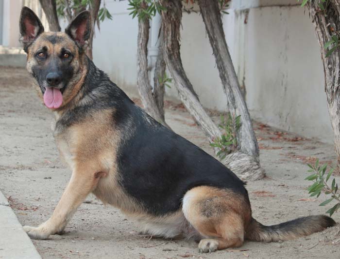 Westside German Shepherd Rescue of Los Angeles
