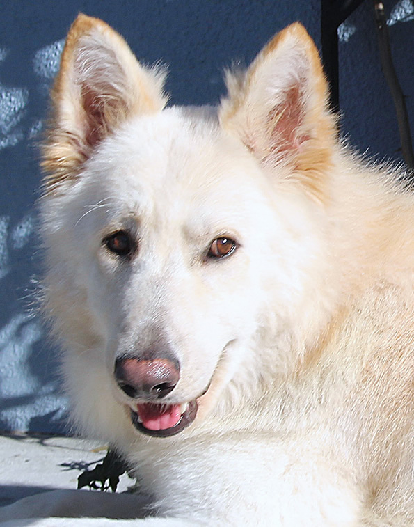 Westside German Shepherd Rescue of Los Angeles