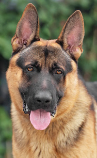 Available Dogs