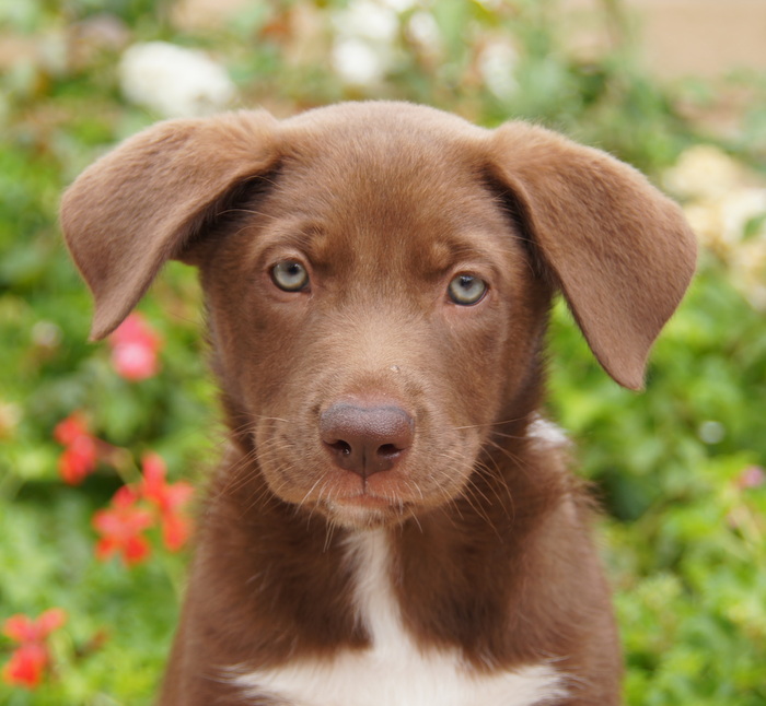 Shepherd Lab Cross Puppies at Jamie Spinelli blog