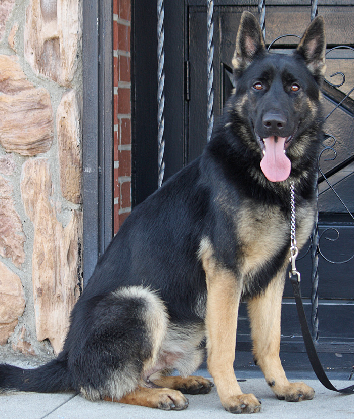 Westside German Shepherd Rescue of Los Angeles