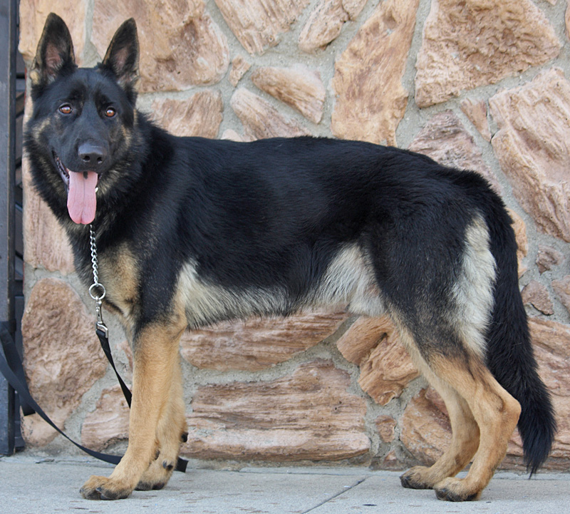 Westside German Shepherd Rescue of Los Angeles