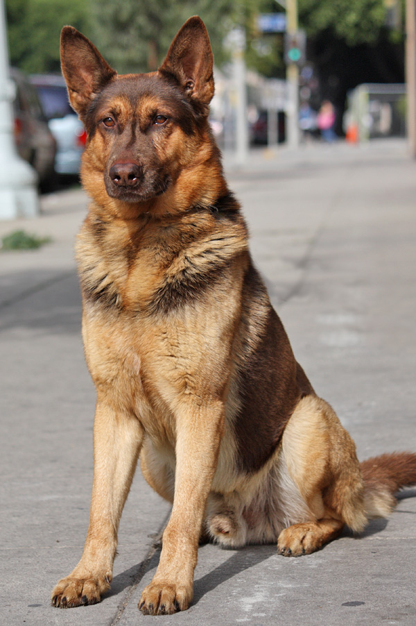 Sable Colored German Shepard German Shepherd Coat Colors Sable Sable