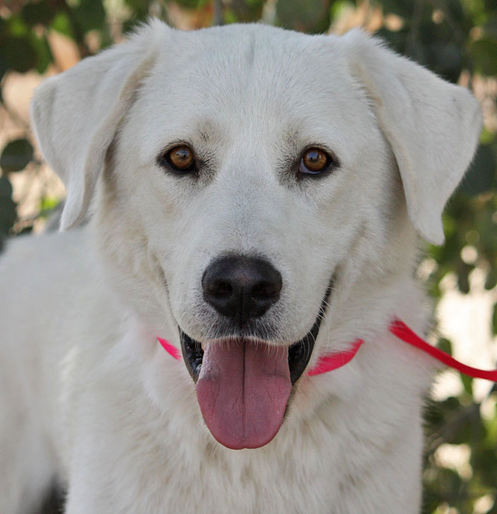 White Lab German Shepherd Mix