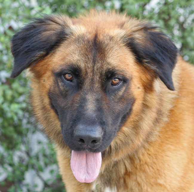 Leonberger German Shepherd Mix Shelter Guessed He's A Leonberger.