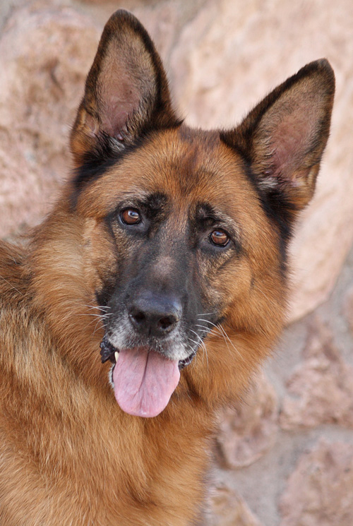 Westside German Shepherd Rescue of Los Angeles